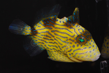 Blueline Triggerfish - Pseudobalistes fuscus