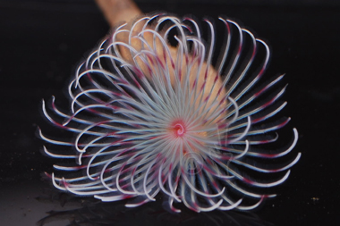 Pink and White Dwarf Feather Duster - Bispira spp.