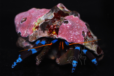 Electric Blue Knuckle Hermit Crab - Calcinus elegans