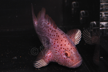 Gumdrop Coral Croucher - Caracanthus spp.