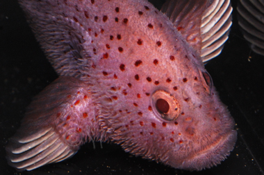 Gumdrop Coral Croucher - Caracanthus spp.