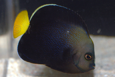 Bluespotted Angelfish - Chaetodontoplus caeruleopunctatus