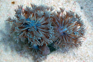 Long Stem Blue Xenia - Cultured - Anthelia spp.