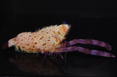 Purple Legged Marble Shrimp - Saron marmoratus
