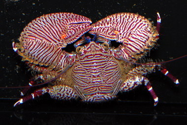 Purple Striped Blue Porcelain Crab - Petrolisthes spp.