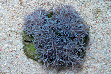 Blue Xenia - Cultured - Anthelia spp.