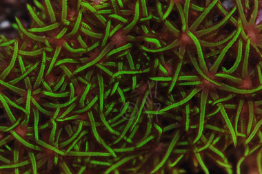 Green Star Polyps - Pachyclavularia spp.
