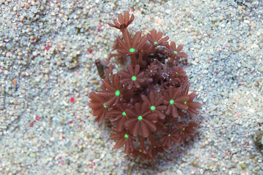 Green Center Daisy Polyps - Clavularia spp.