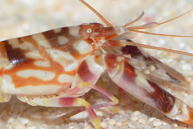 Tiger Pistol Shrimp - Alpheus bellulus