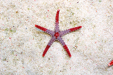 Red Tile Starfish - Fromia monilis