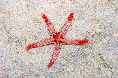Red Tile Starfish - Fromia monilis