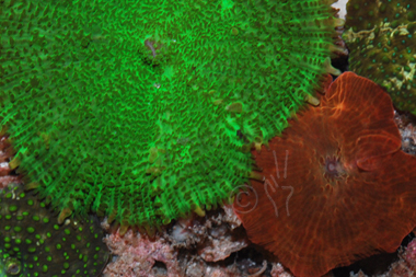 Rainbow Mushroom Rock - Discosoma spp., Rhodactis spp.
