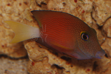 White Tail Bristletooth Tang - Ctenochaetus flavicauda