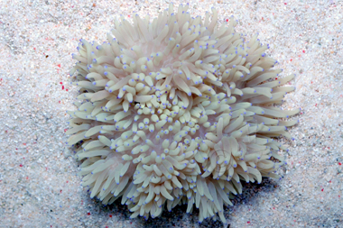 Blue Tip White Sebae Anemone - Heteractis crispa