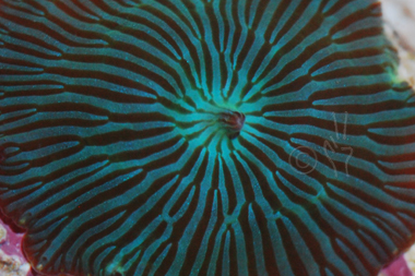 Neon Blue Striped Mushroom - Discosoma spp.