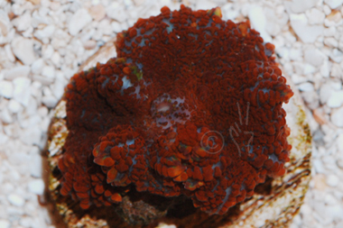 Superman Bullseye Mushroom - Rhodactis spp.