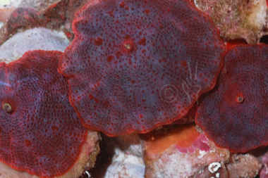 Blue Raspberry Mushrooms - Discosoma spp.