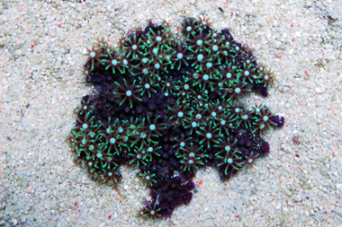 Green Star Polyp Mat - Pachyclavularia