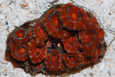 Acan Lord Brain Coral - Acanthastrea lordhowensis