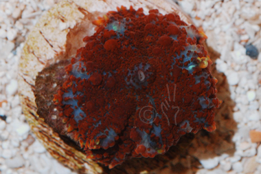 Superman Bullseye Mushroom - Rhodactis spp.