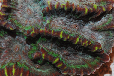Wilson's Symphyllia Brain Coral - Symphyllia wilsoni