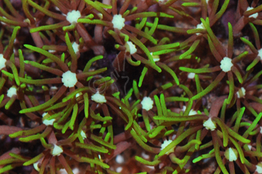 Green Star Polyps - Pachyclavularia spp.