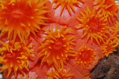 Sun Polyp Coral - Tubastrea spp.