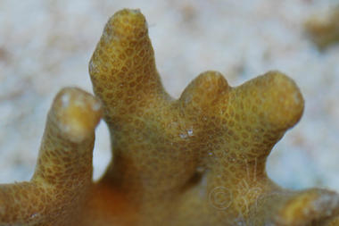 Yellow Porites - Porites spp.