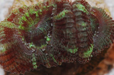 Purple and Green Aussie Acan Lord Frag - Acanthastrea lordhowensis