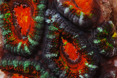 Rainbow Aussie Acan Lord - Acanthastrea lordhowensis