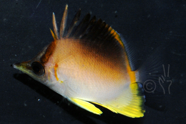 Caribbean Longnose Butterflyfish - Prognathodes aculeatus