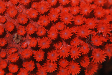 Blue Centered Bright Red Flower Pot Coral - Goniopora spp.