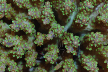 Tri-Color Acropora - Acropora valida