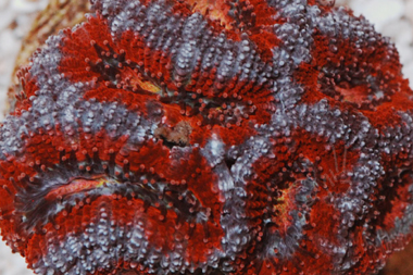 Aussie Acan Lord Brain - Acanthastrea lordhowensis