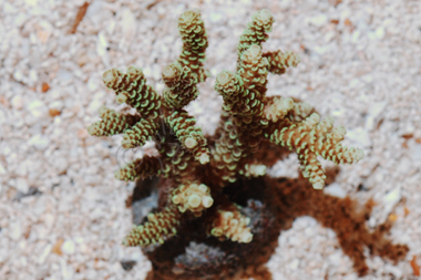 Colored Acro - Acropora millepora