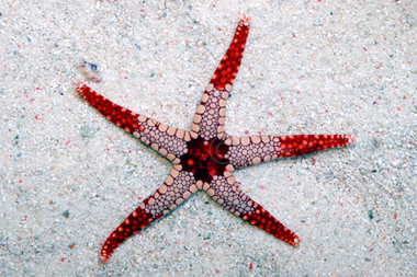 Red Tile Starfish - Fromia monilis