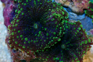 Neon Green Tip Purple Ricordea Yuma - Ricordea yuma