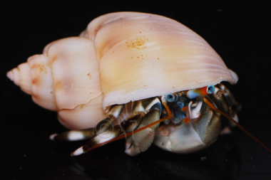 Zebra Hermit Crab - Calcinus laevimanus
