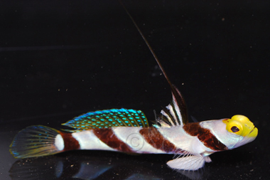 Yellow Rose Goby - Stonogobiops nematodes