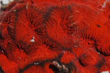 Red Favites Brain Coral - Cultured - Favites spp.