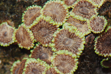 Colored Paly's - Palythoa spp.