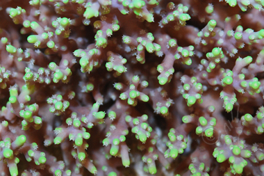 Green Tip Blue Bushy Acro - Australia Collected - Acropora spp.