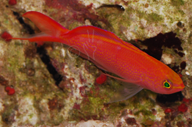 Princess Anthias - Pseudanthias parvirostris