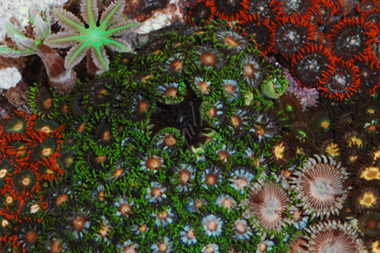 Ultra Colored Mixed Polyp Rock - Various polyps