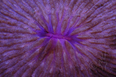 Purple Mouth Orange and Pink Plate Coral - Fungia spp.