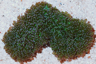 Green Wall Frogspawn Coral - Euphyllia divisa