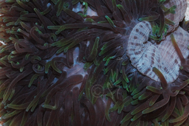 Ritteri Anemone - Heteractis magnifica