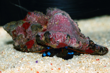 Electric Blue Knuckle Hermit Crab - Calcinus elegans
