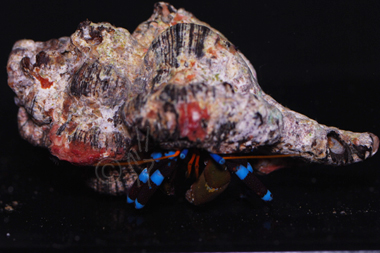 Electric Blue Knuckle Hermit Crab - Calcinus elegans