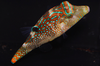 Blue Spot Toby Pufferfish - Canthigaster solandri